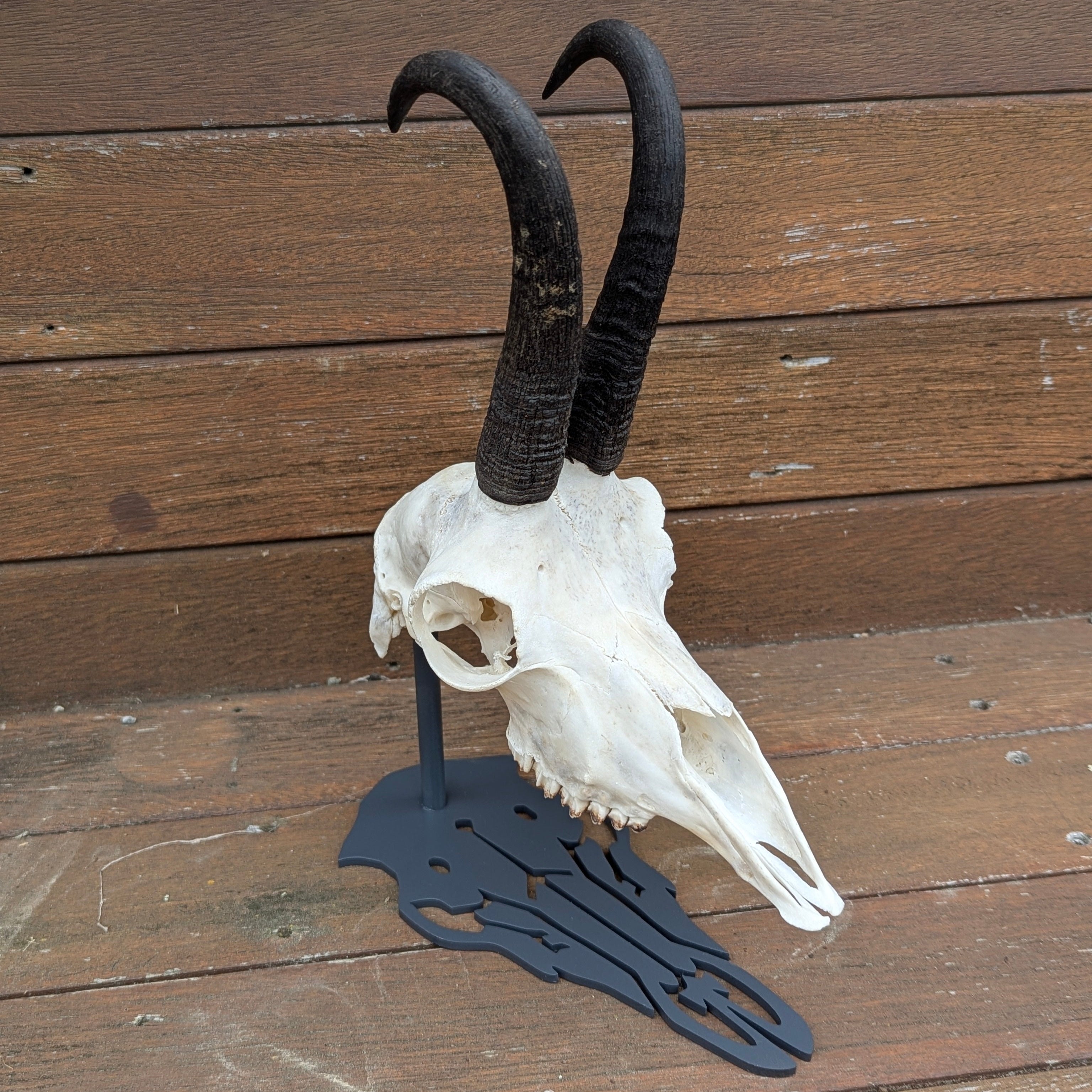 Chamois Skull Stand – Rack & Steel
