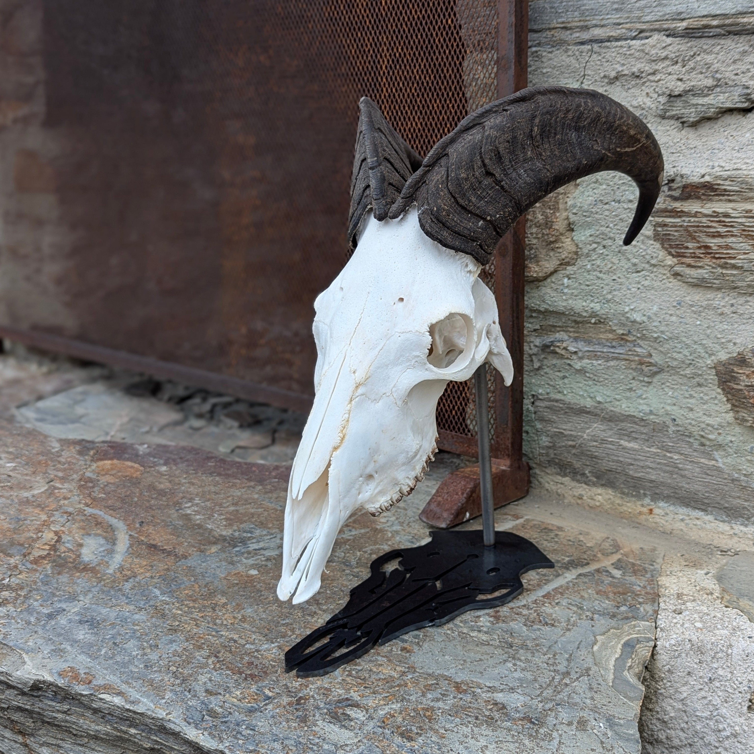 Tahr Skull Stand – Rack & Steel
